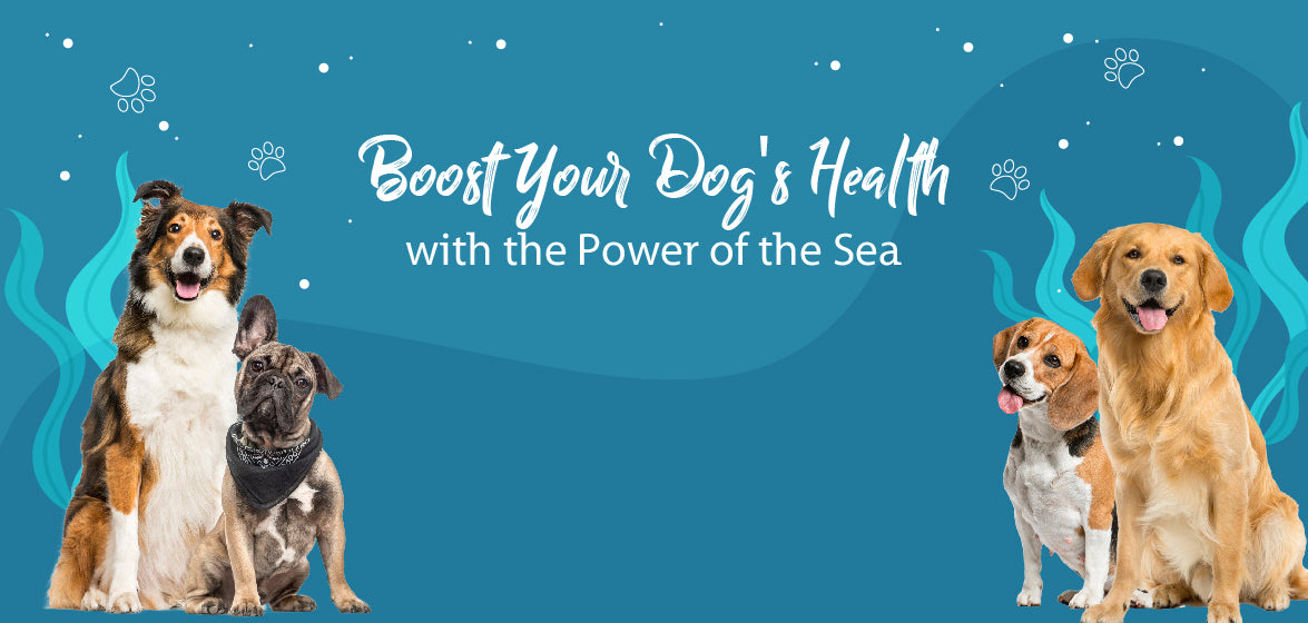 The Seaweed Co - Seaweed Based Supplements For Dogs & Pets